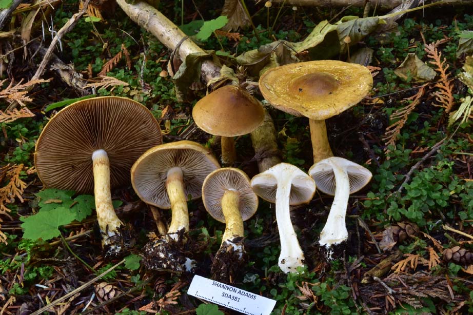 Cortinarius