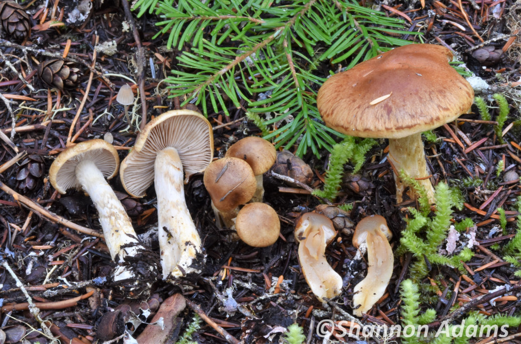 Cortinarius