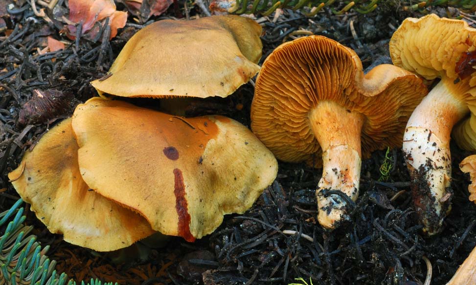 Cortinarius