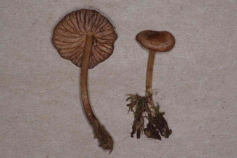 Entoloma