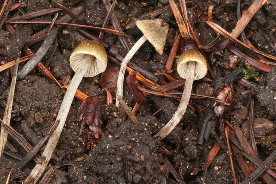 Entoloma