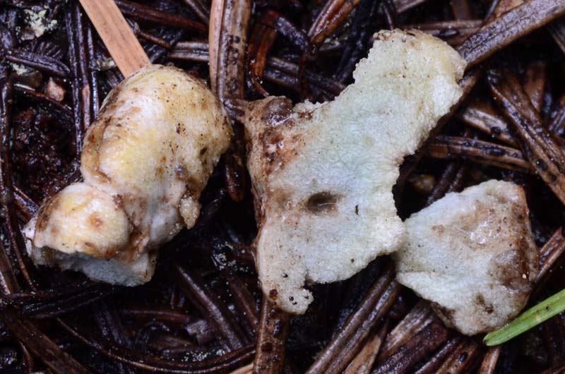 Gastroid and Truffle Fungi