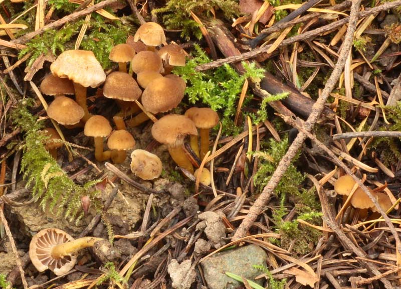 Waxy Caps - Hygrophoraceae