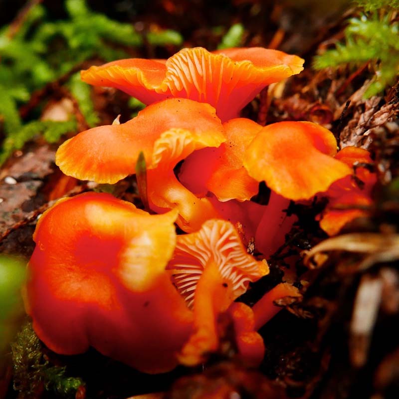 Waxy Caps - Hygrophoraceae