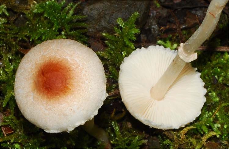 Lepiota