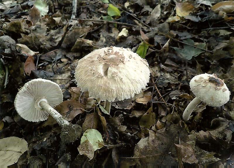Lepiota