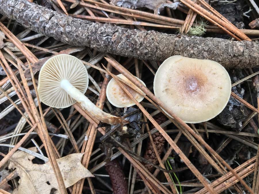 Pholiota