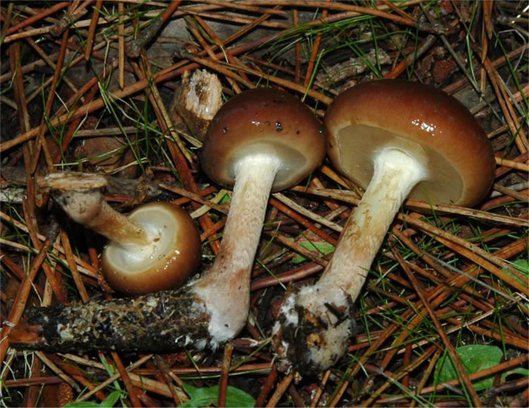 Pholiota