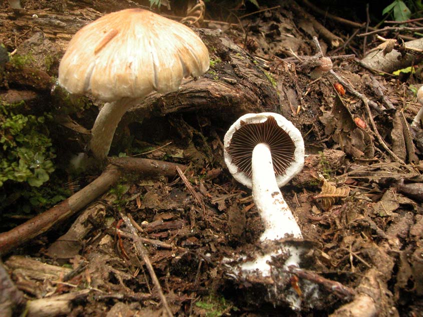 Psathyrella and Panaeolus