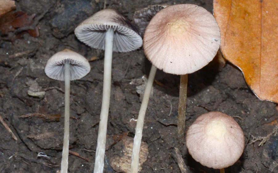 Psathyrella and Panaeolus