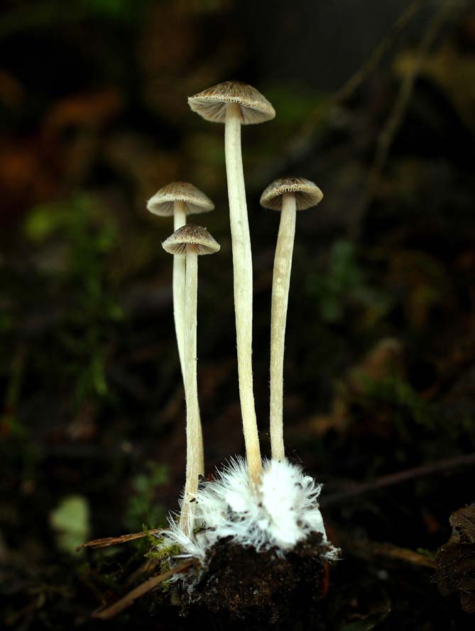 Psathyrella and Panaeolus