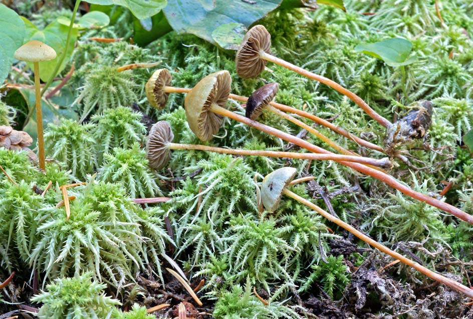Strophariaceae
