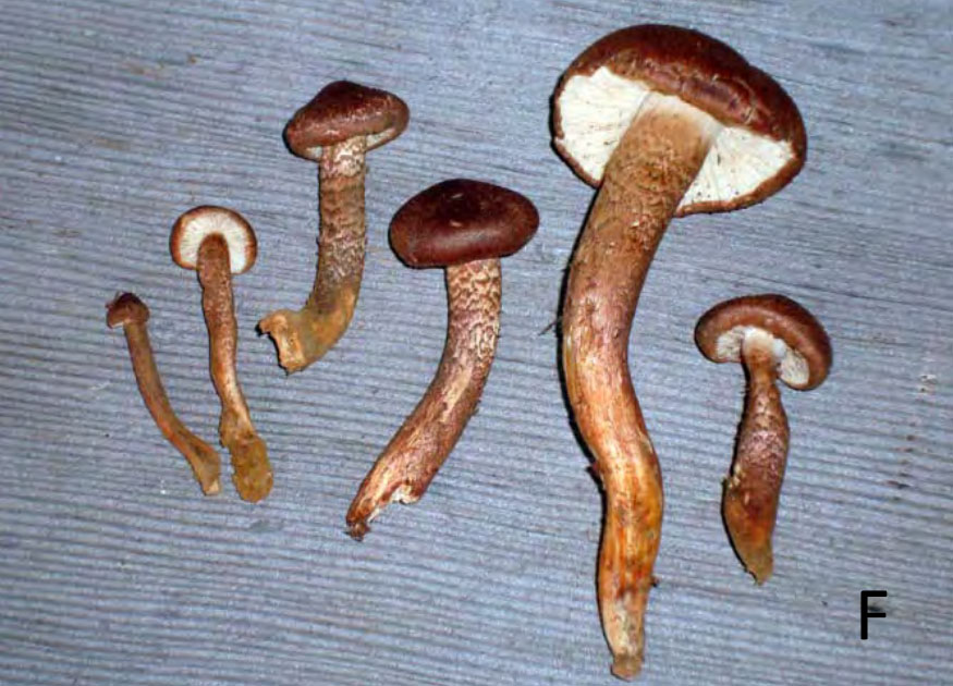 Tricholoma