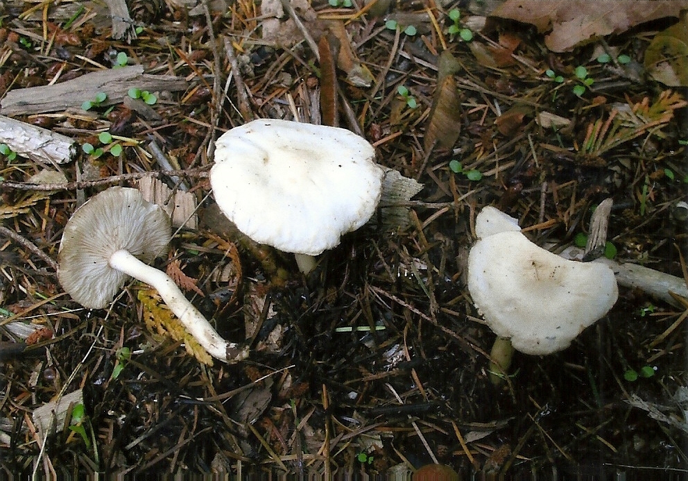 Tricholoma