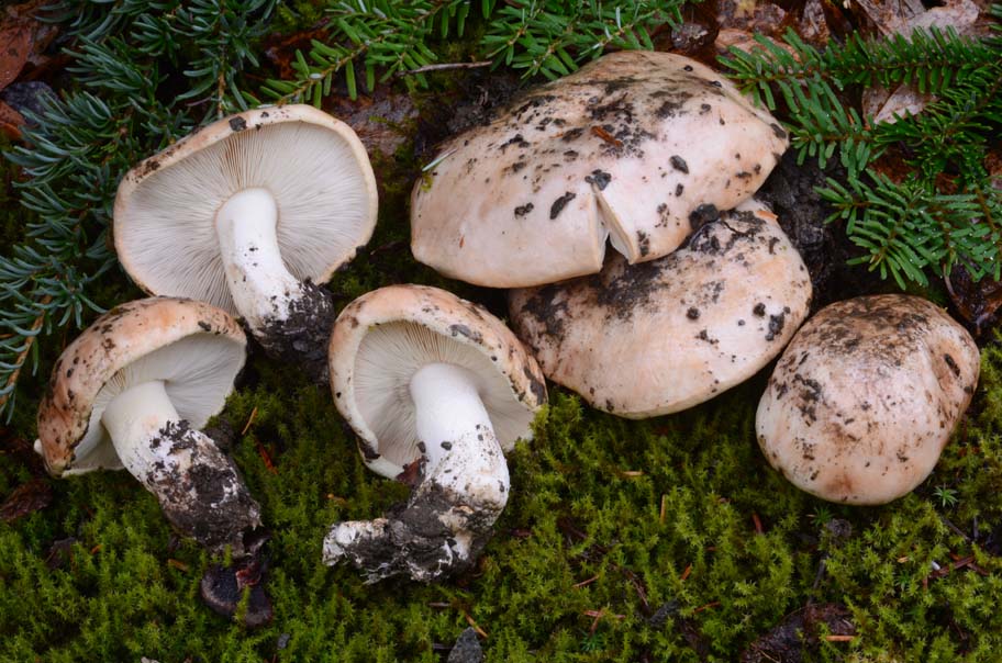 Tricholoma