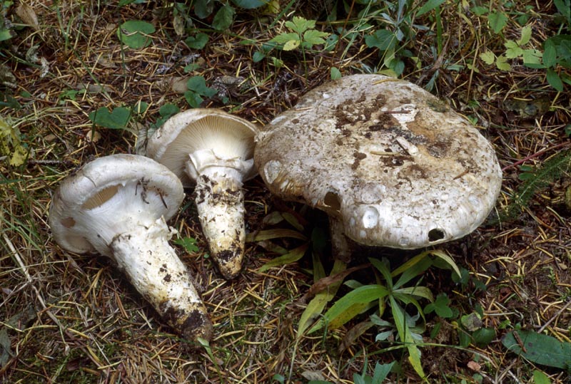 Biannulariaceae
