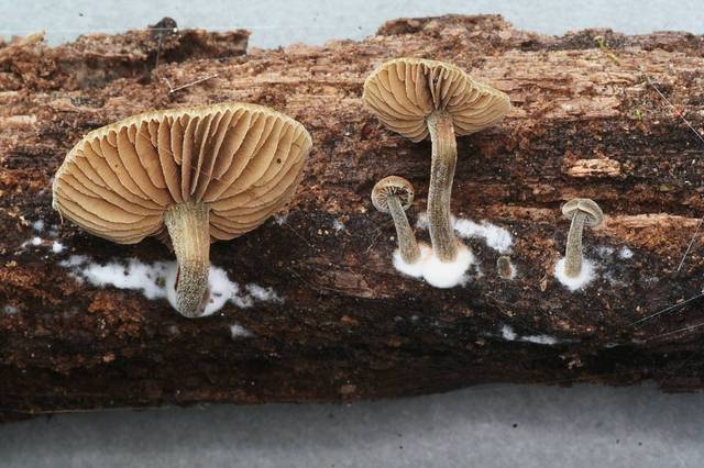 Crepidotus and Simocybe