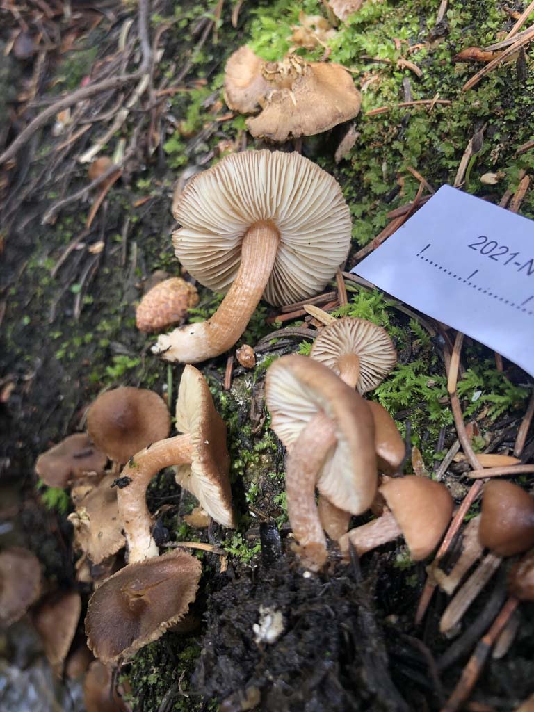 Inocybaceae
