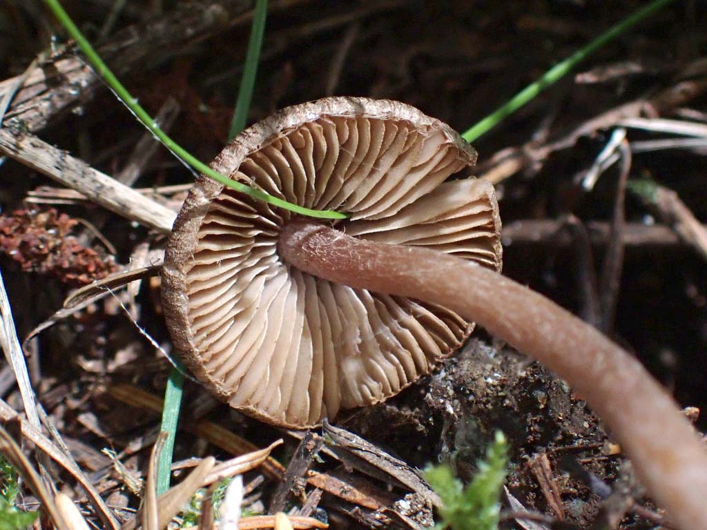 Inocybaceae