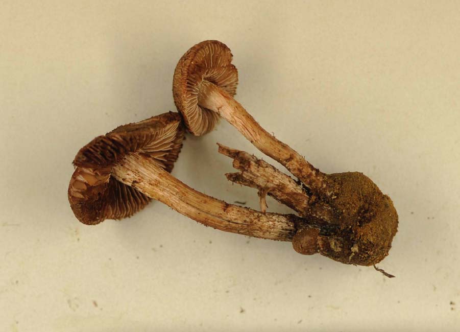 Inocybaceae