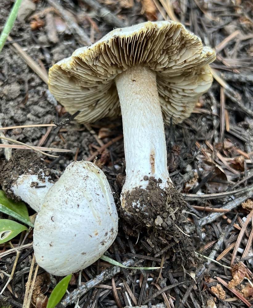 Inocybaceae