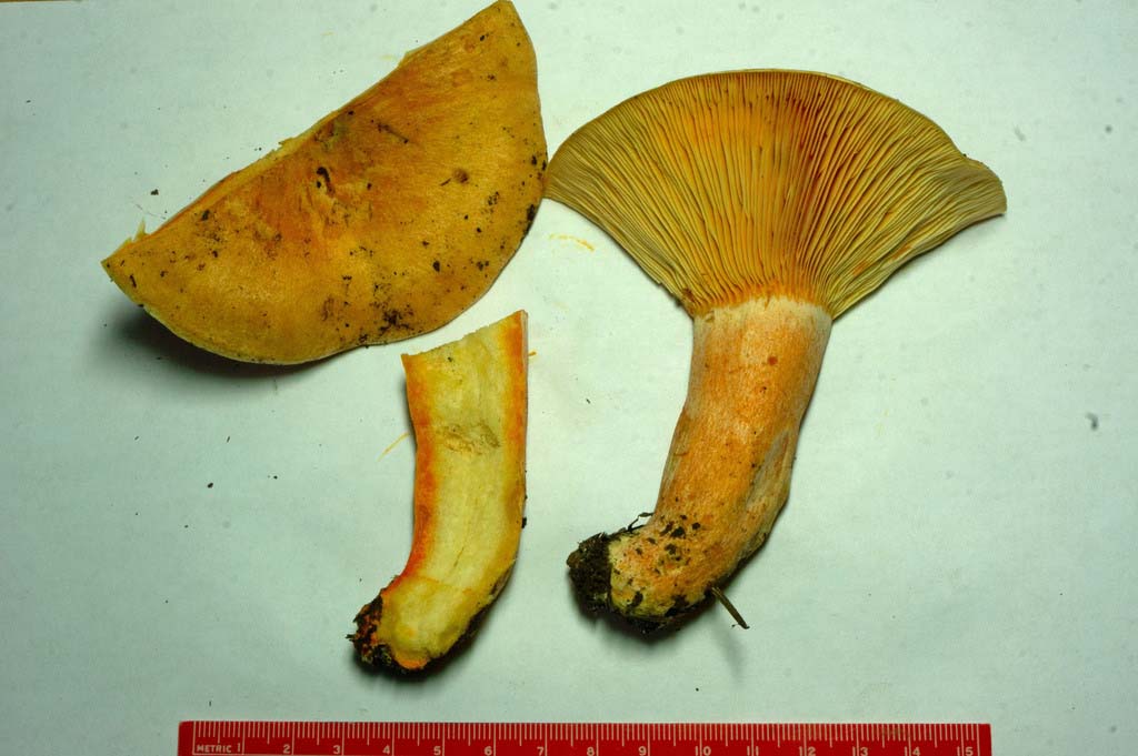 Lactarius