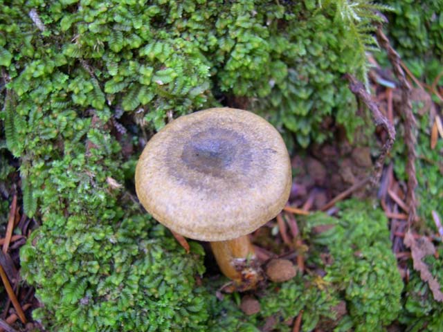 Lactarius - Deliciosi