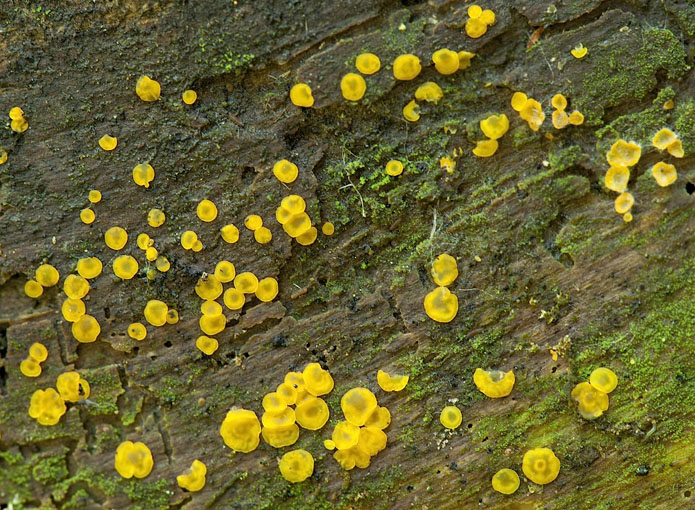 Orbiliomycetes