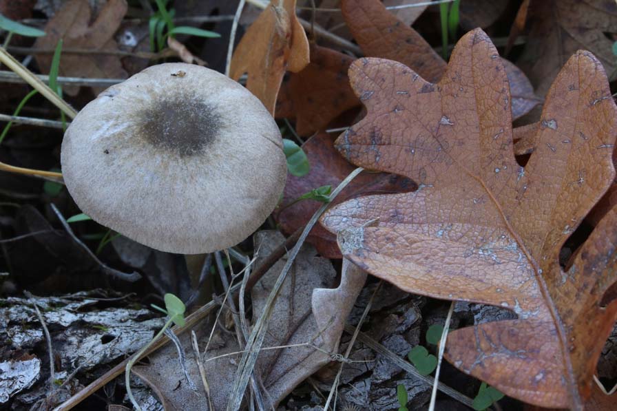Pluteaceae - Pluteus, Volvopluteus, Volvariella