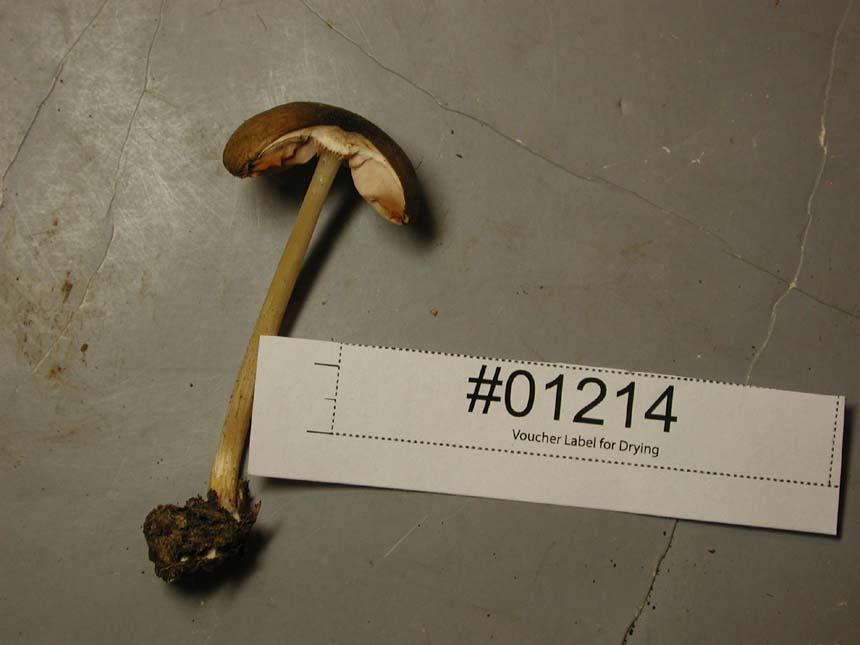 Pluteaceae - Pluteus, Volvopluteus, Volvariella