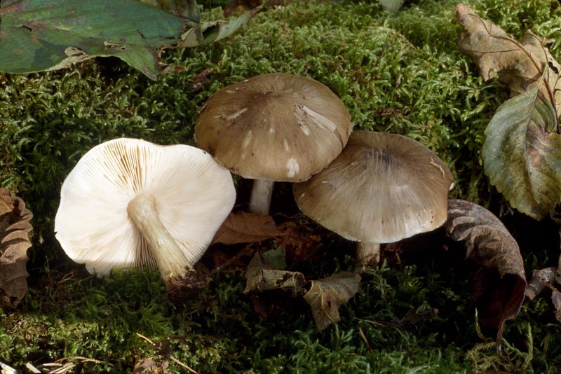 Pluteaceae - Pluteus, Volvopluteus, Volvariella