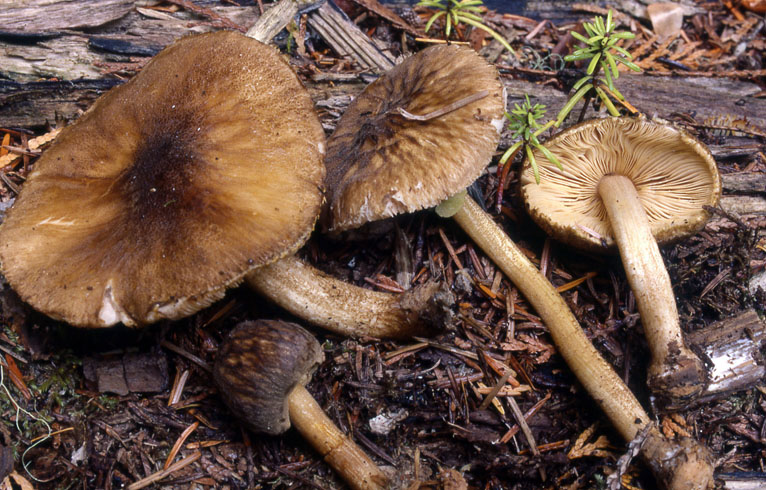 Pluteaceae - Pluteus, Volvopluteus, Volvariella