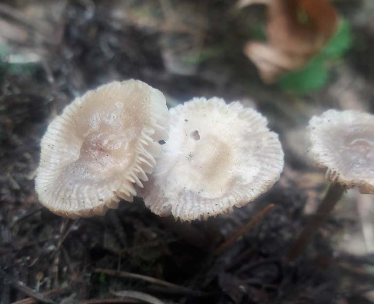 Pluteaceae - Pluteus, Volvopluteus, Volvariella