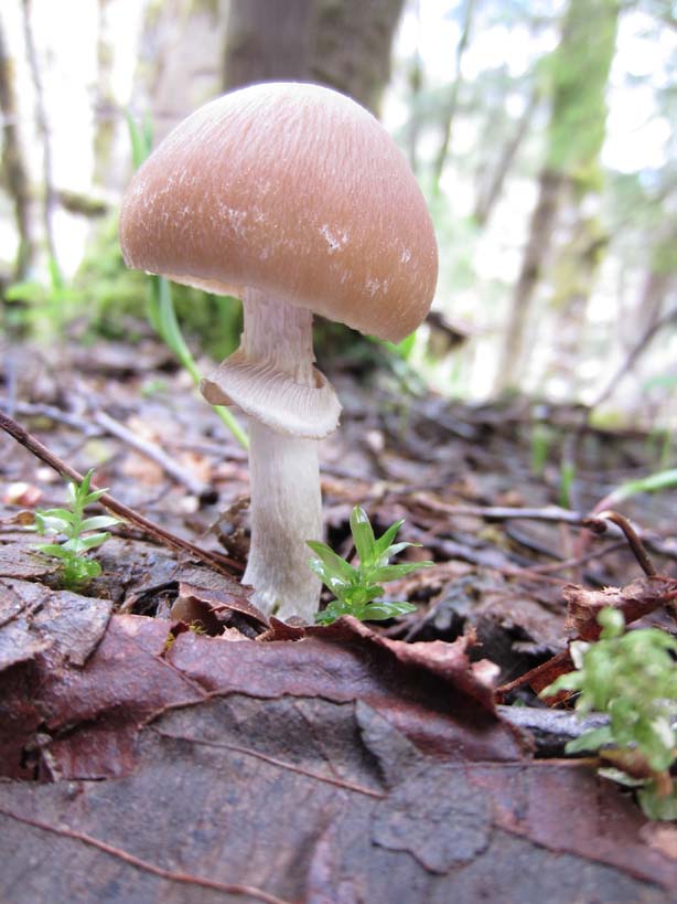 Psathyrella
