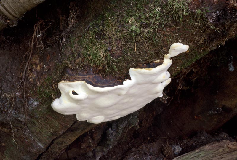 Bondarzewiaceae - Bondarzewia and Heterobasidion