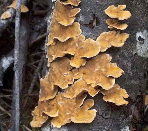 Stereaceae - Stereum