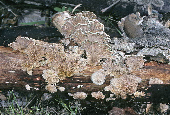 Schizophyllaceae