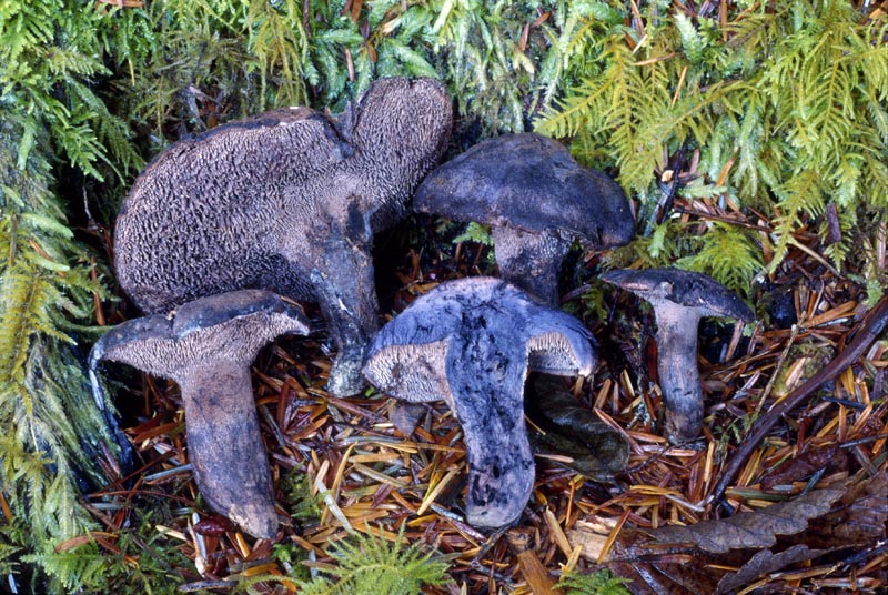 Hydnellum, Sarcodon and Phellodon