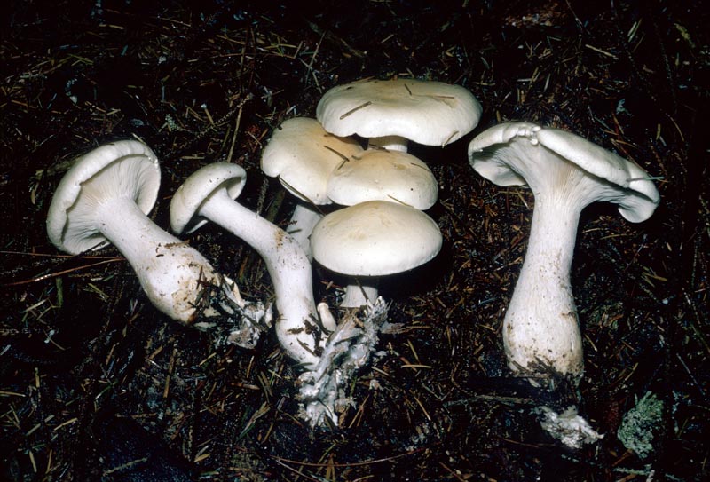 Leucopaxillus and Pseudobaeospora
