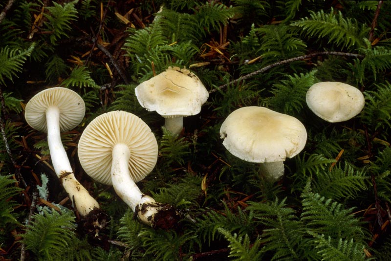 Tricholoma