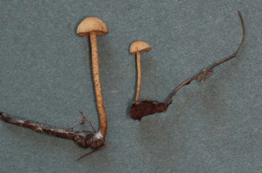 Tubaria, Flammulaster and Phaeomarasmius